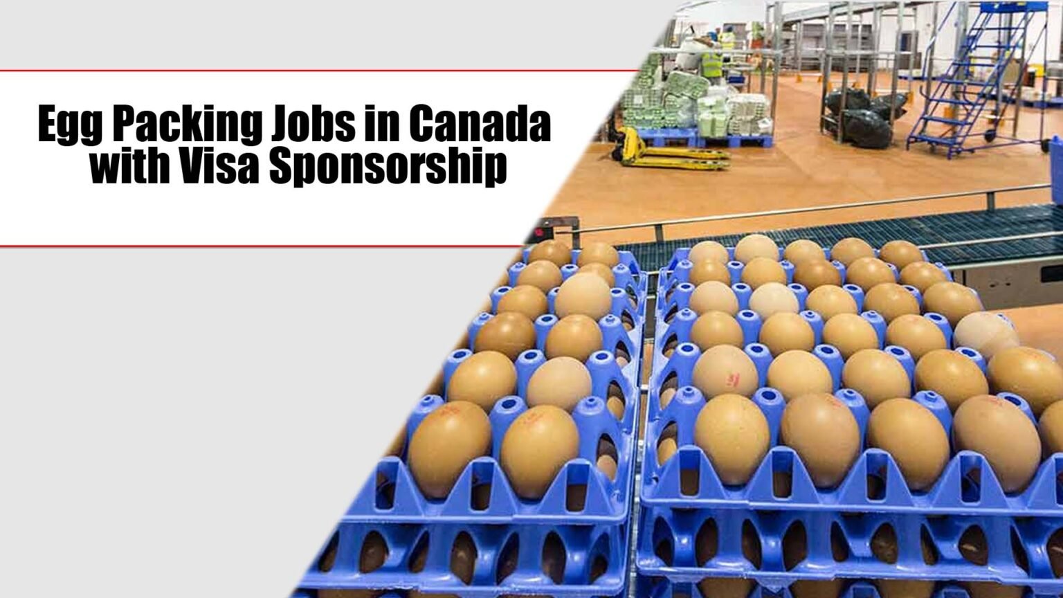 Egg Packing Jobs in Canada with Visa Sponsorship - oportunityjobs