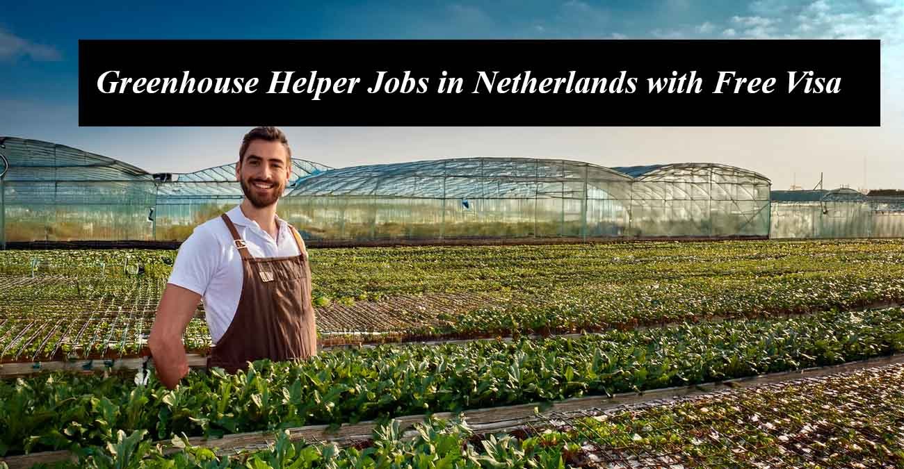 Greenhouse Helper Jobs in Netherlands with Free Visa Sponsorship 2025 ...